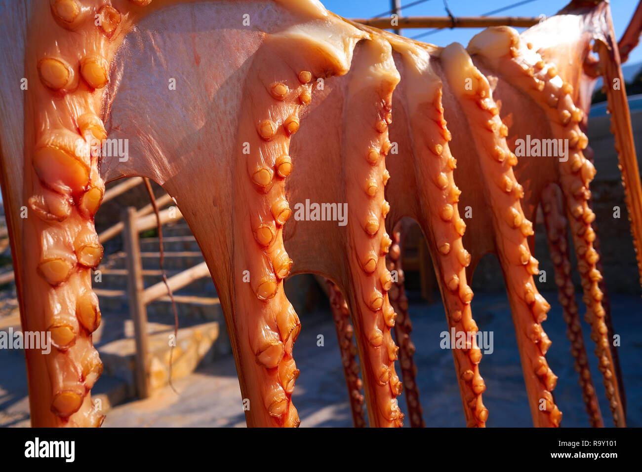 Dried octopus at Mediterranean Spain outdoor dry Stock Photo - Alamy