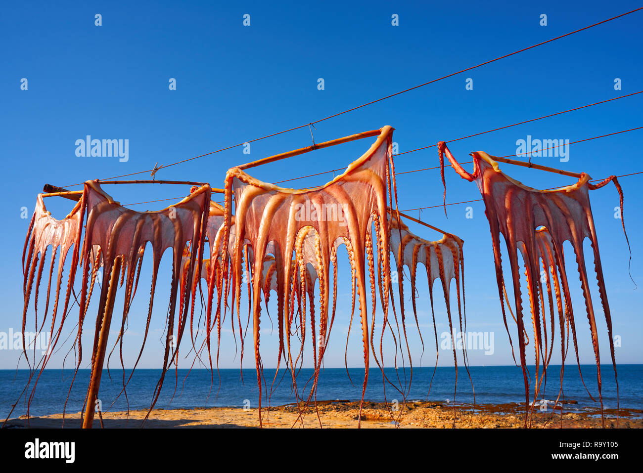 Dried octopus at Mediterranean Spain outdoor dry Stock Photo - Alamy