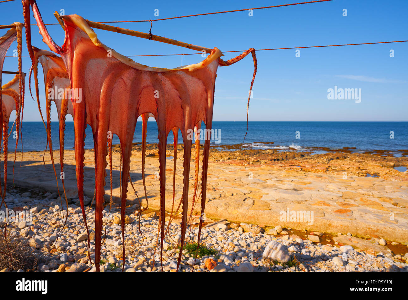 Dried octopus at Mediterranean Spain outdoor dry Stock Photo - Alamy