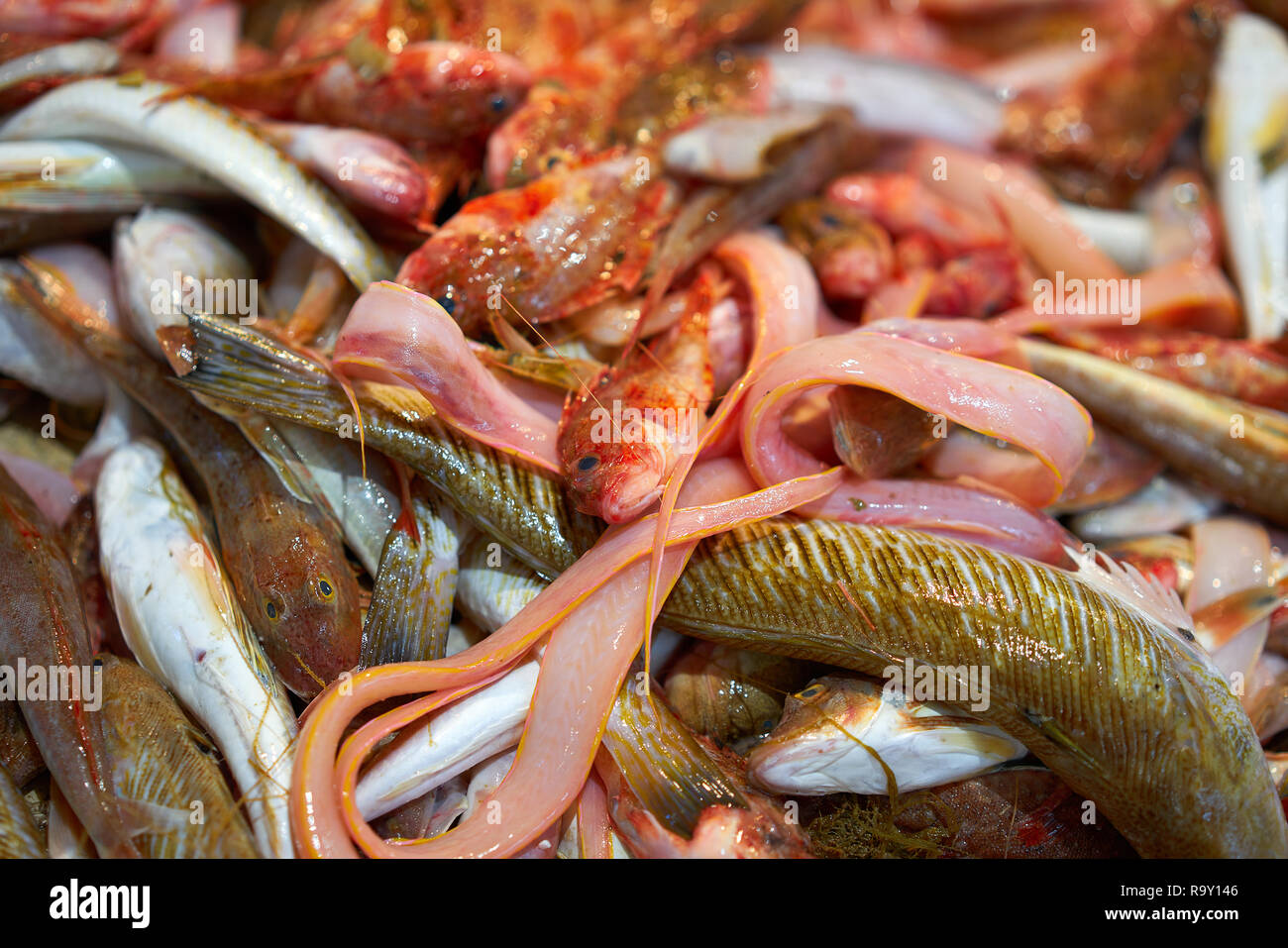 Mixed fishes hi-res stock photography and images - Alamy