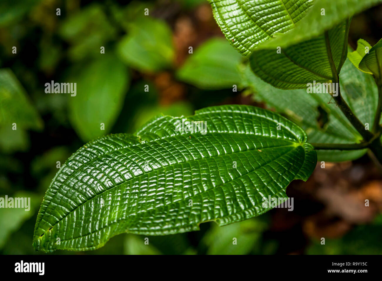 Green Leaf in Cloud Forest Stock Photo - Alamy