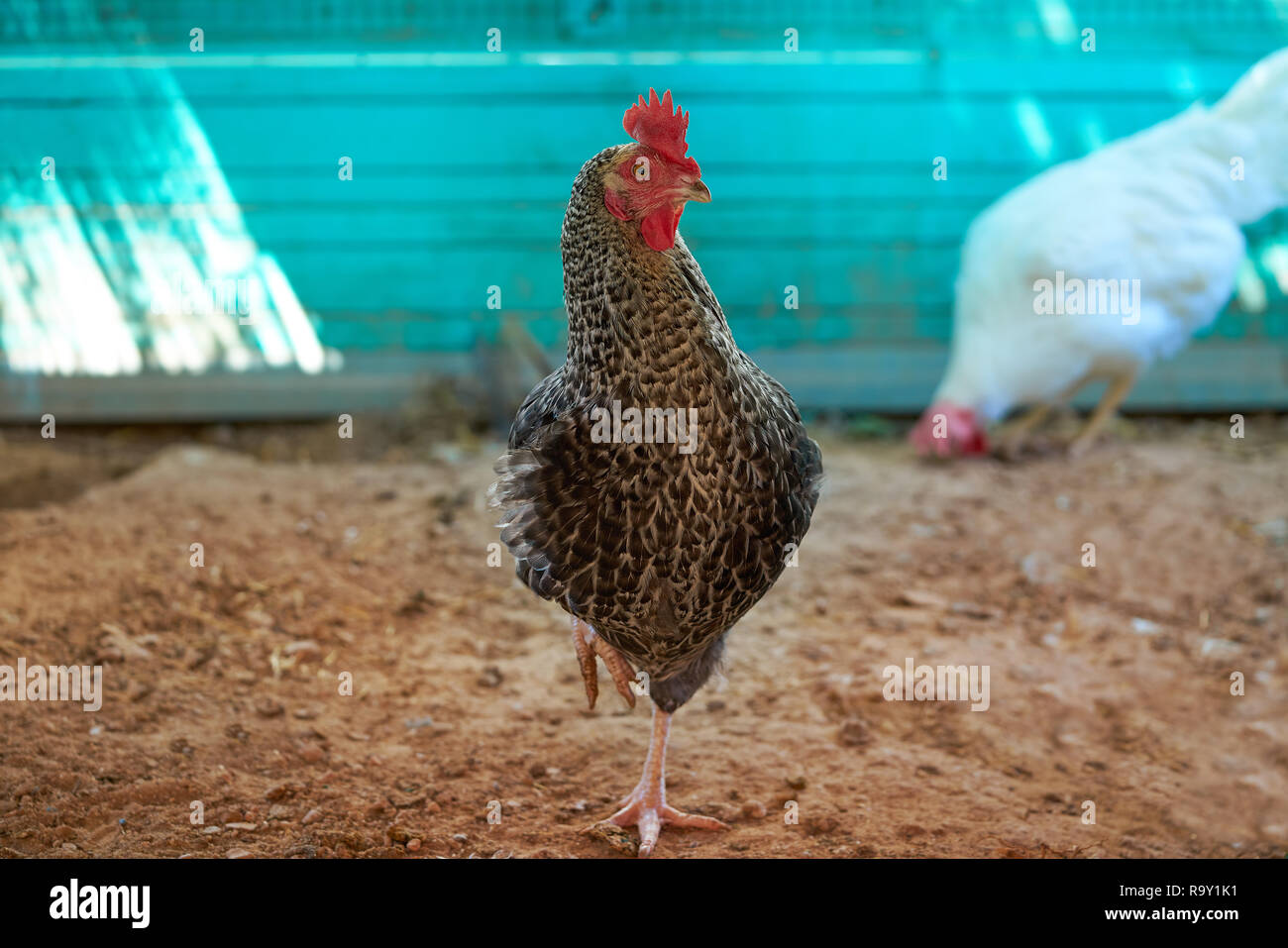 Hens in a poultry hen house turquoise color wood henhouse Stock Photo ...