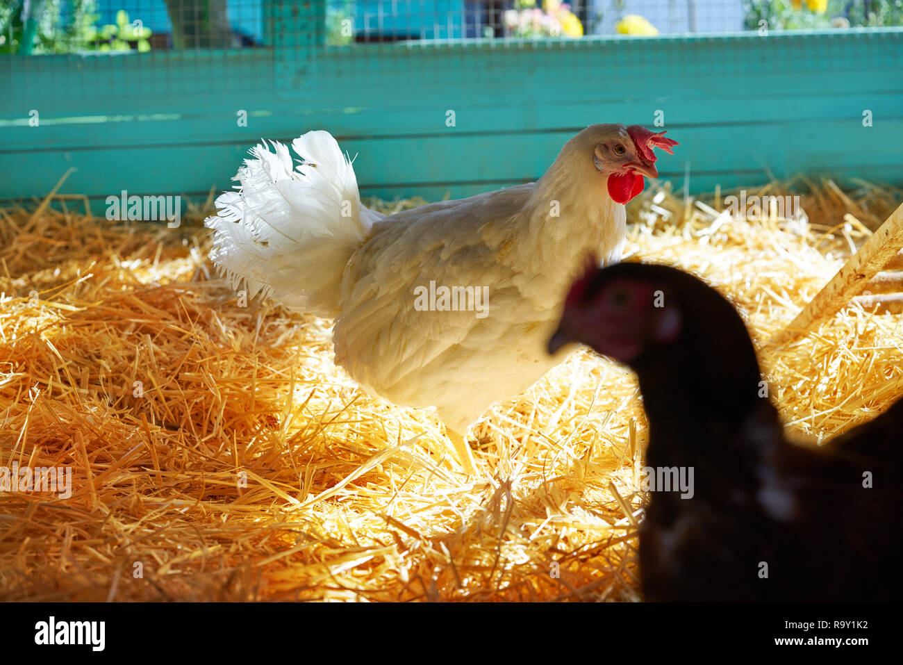 Hens in a poultry hen house with straw turquoise color wood henhouse ...