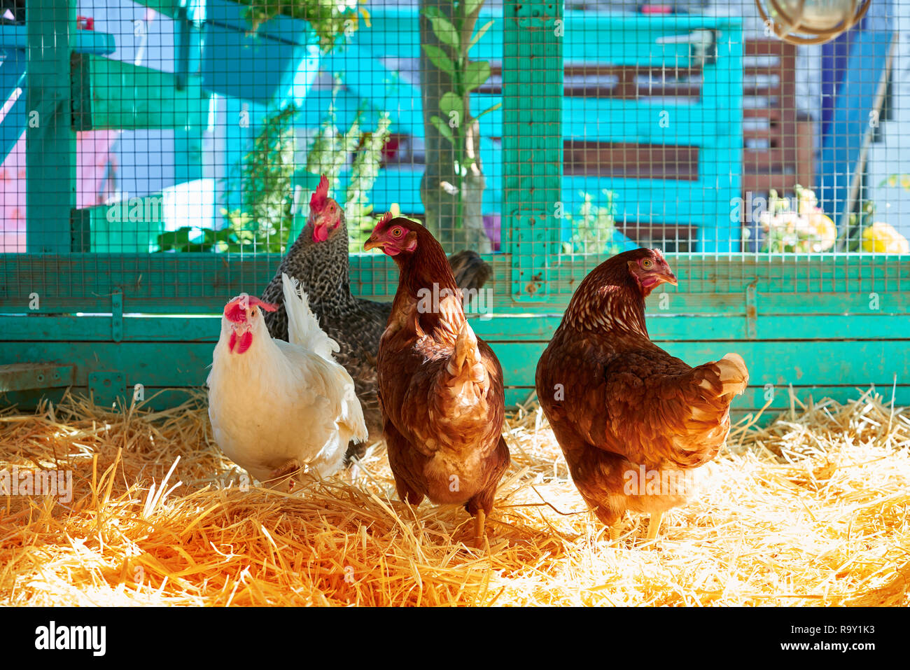 Hens in a poultry hen house with straw turquoise color wood henhouse ...