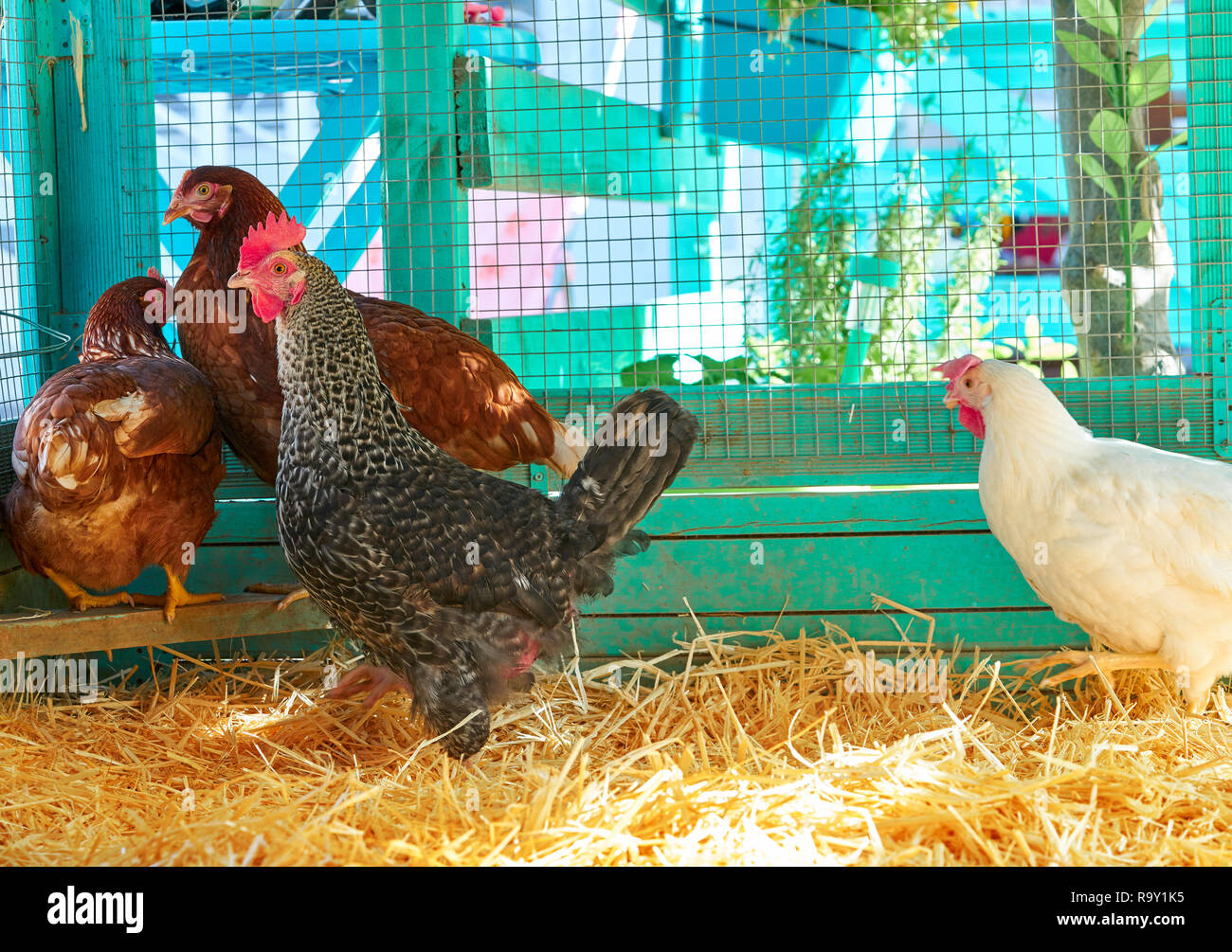 Hens in a poultry hen house with straw turquoise color wood henhouse ...