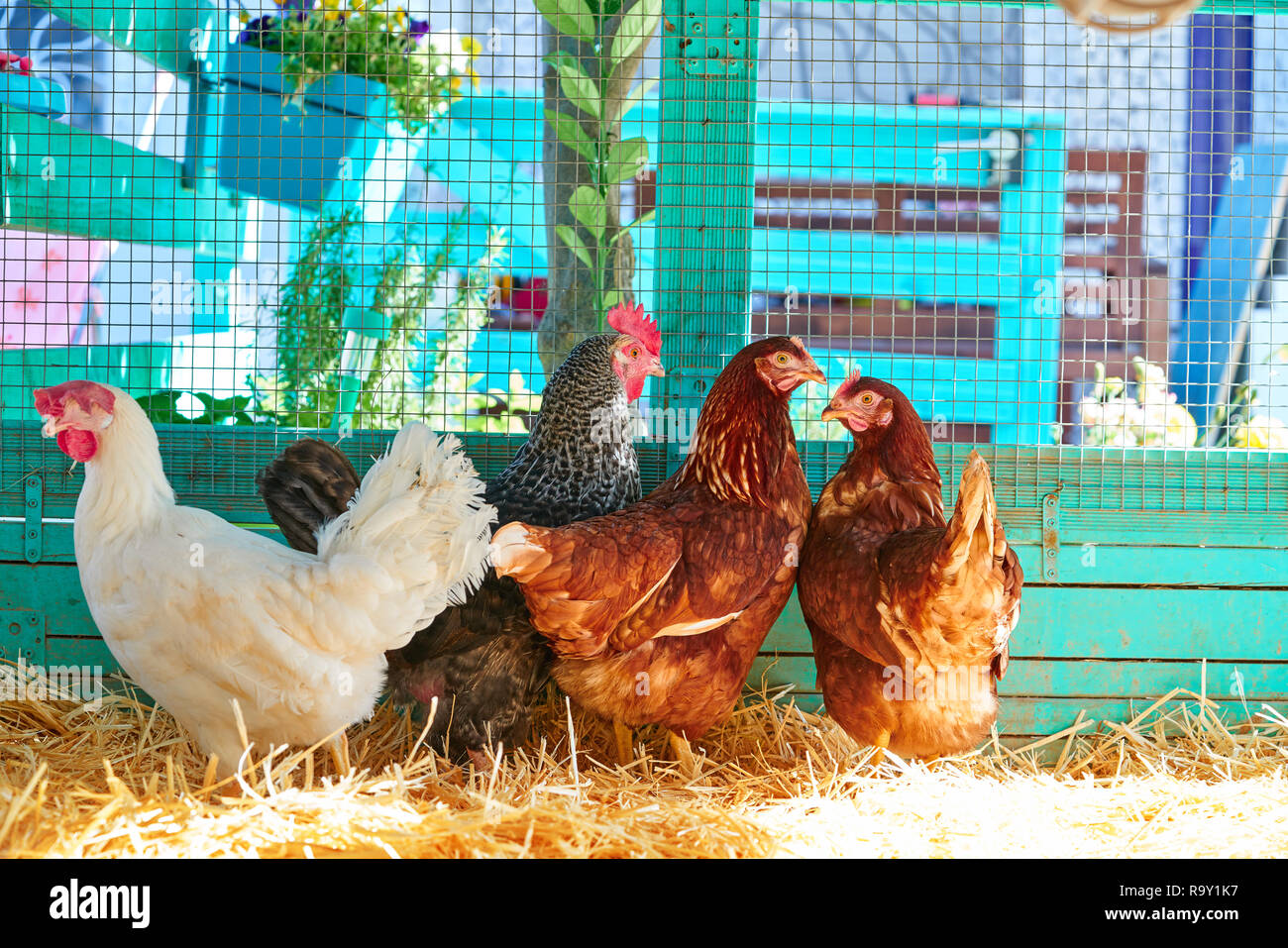 Hens in a poultry hen house with straw turquoise color wood henhouse ...