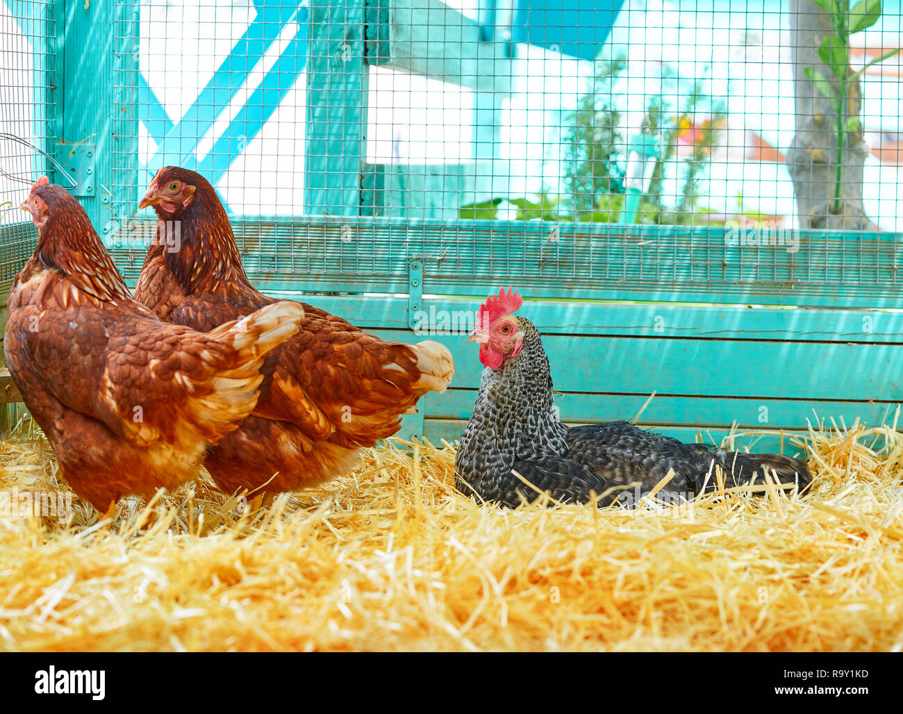 Hens in a poultry hen house with straw turquoise color wood henhouse ...