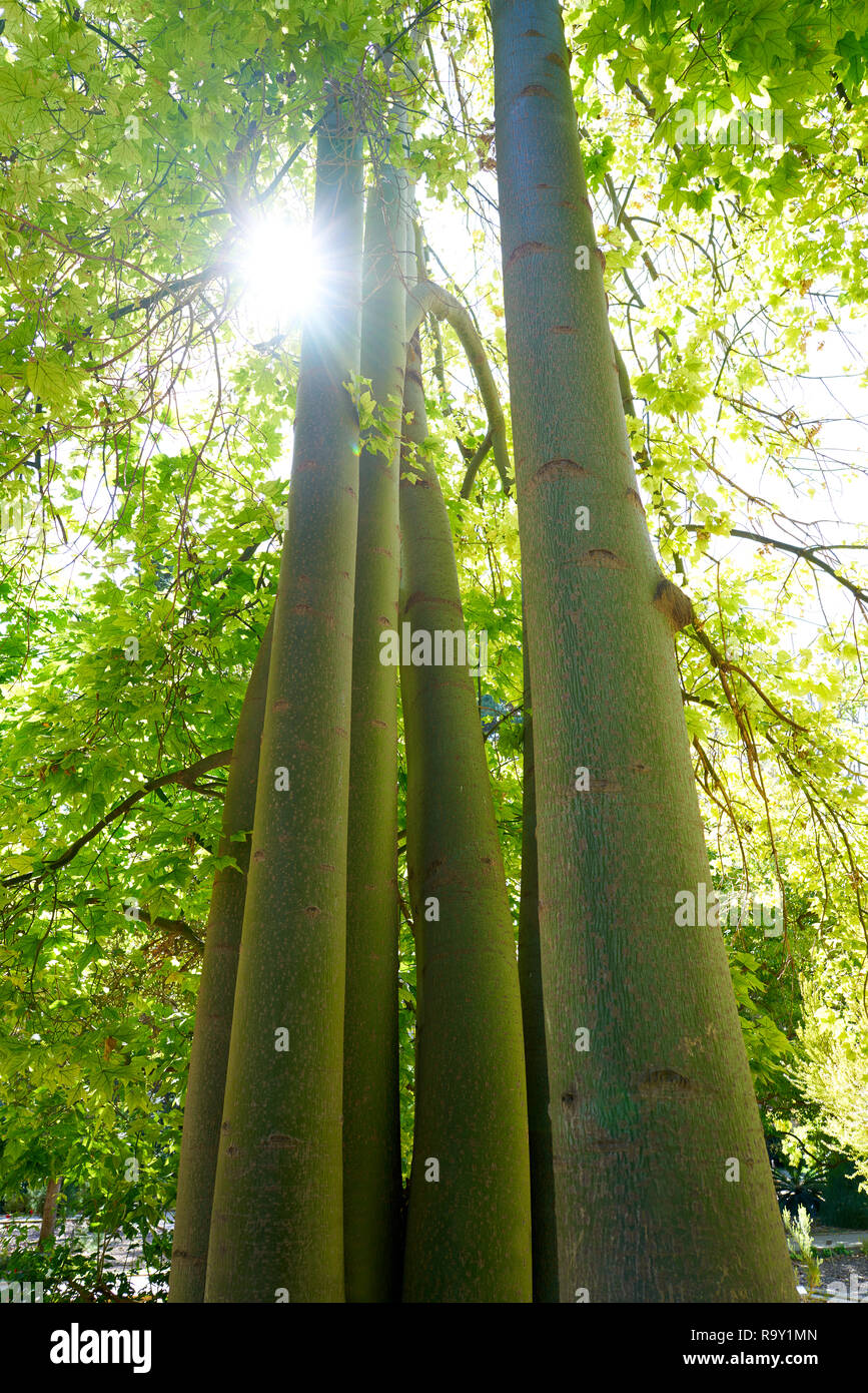 Lace bark pine tree hi-res stock photography and images - Alamy