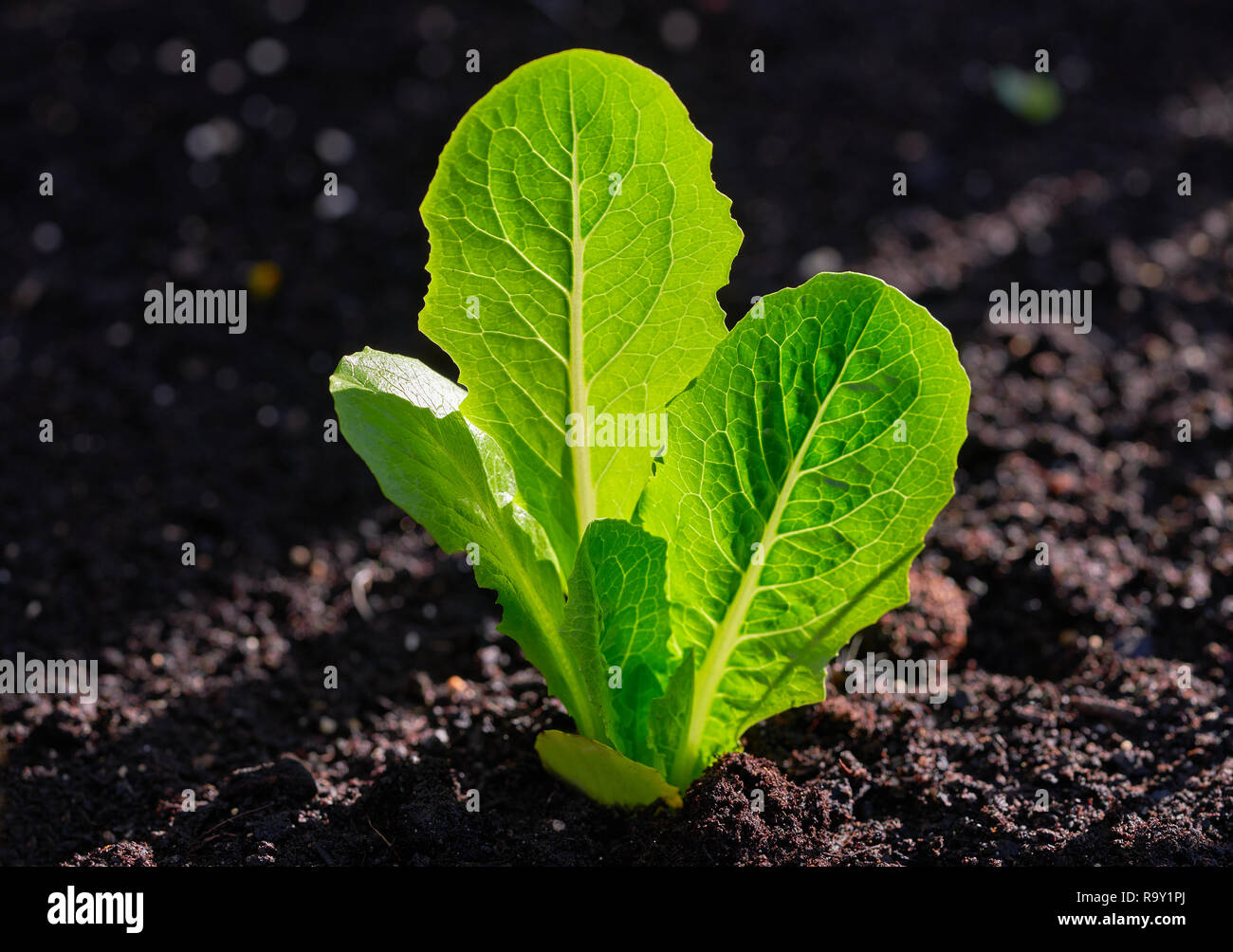 Lettuce plant from seedlings in an orchard urban garden Stock Photo - Alamy