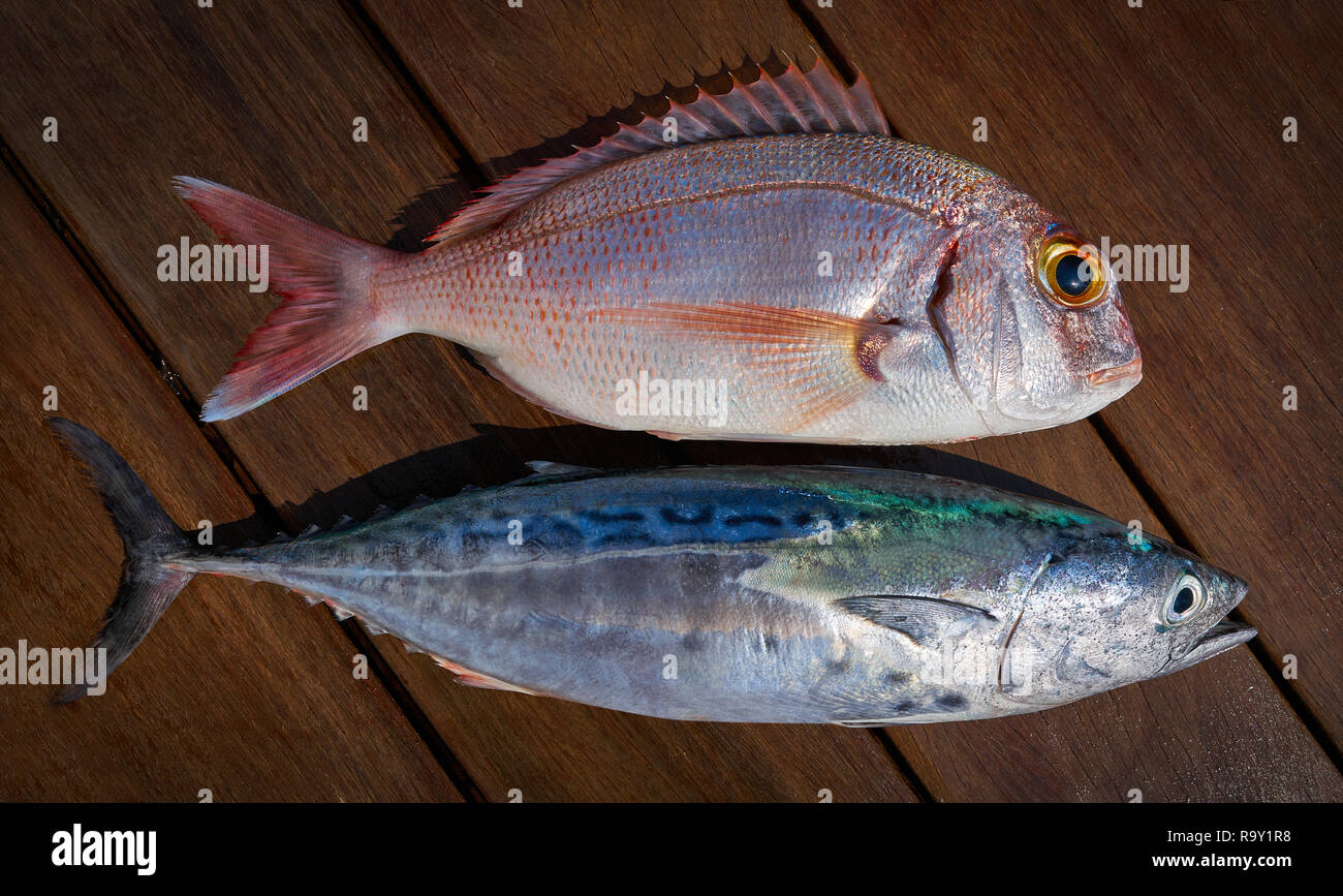 Snapper fish and little tunny tuna fish catch on wooden board Stock ...