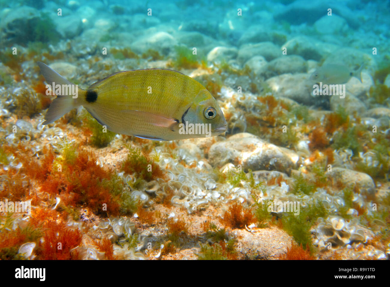 Algaes underwater hi-res stock photography and images - Alamy