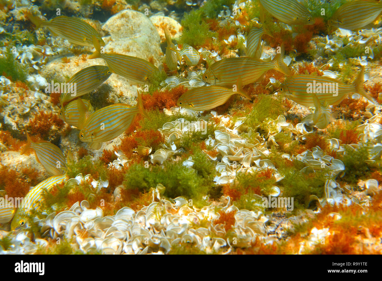 Mediterranean underwater Salema fish school in spain Stock Photo - Alamy