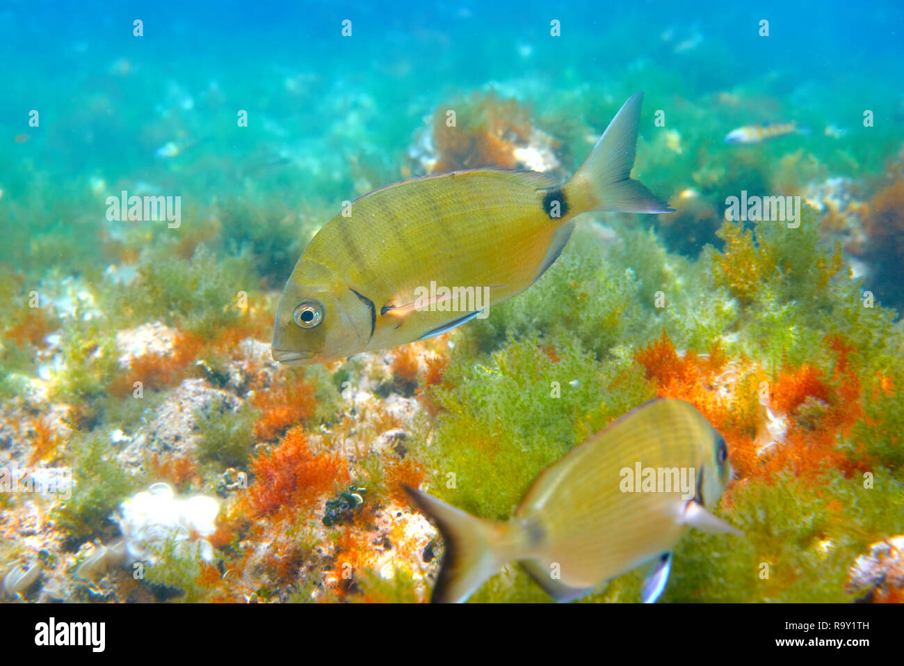 Diplodus sargus hi-res stock photography and images - Alamy