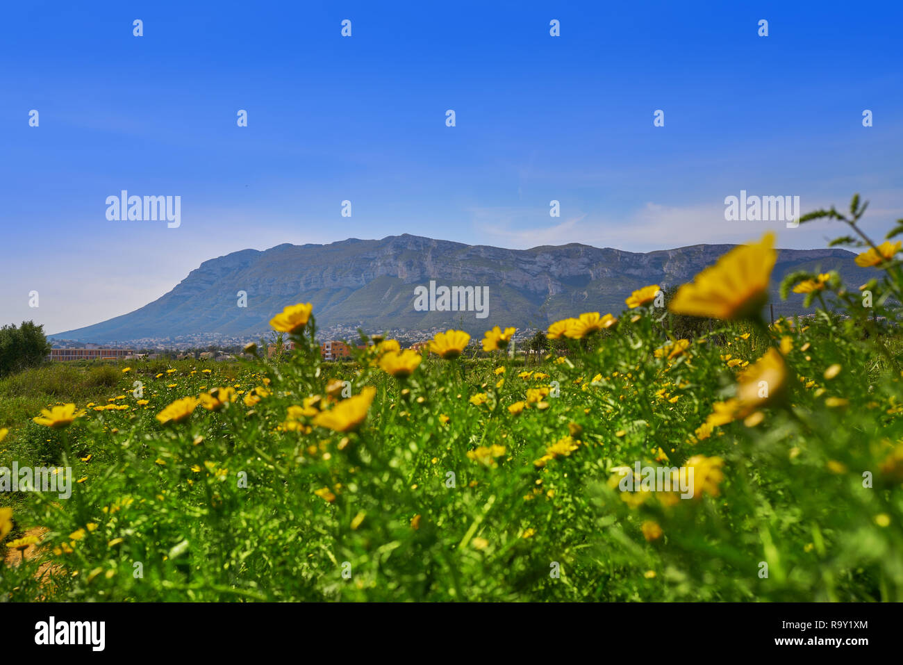 Montgo mountain view in spring with daisy flowers from Denia in spain ...
