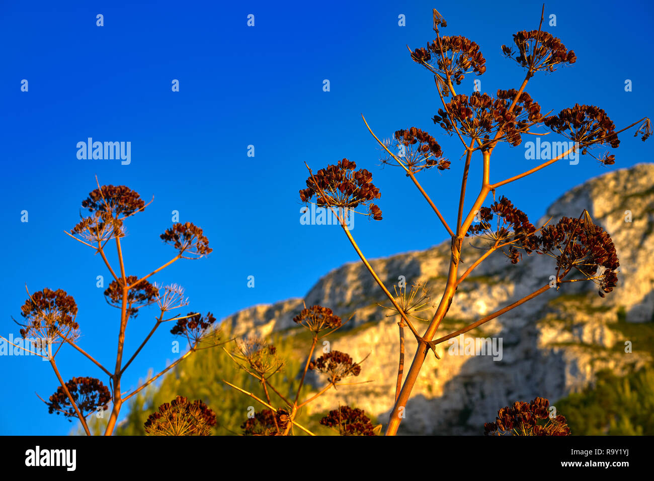 Montgo mountain in Denia of Alicante Spain Stock Photo - Alamy