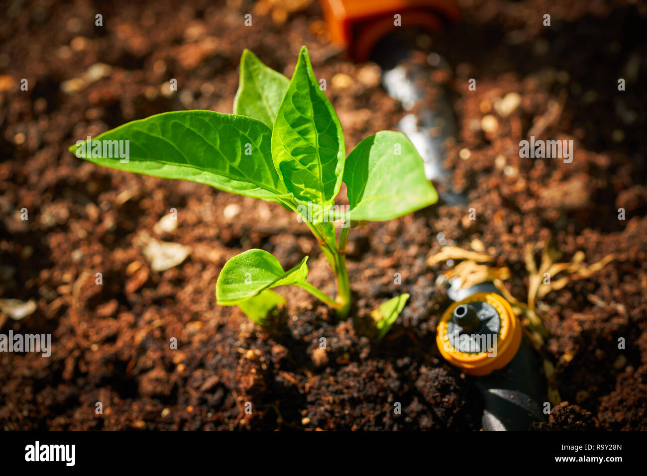 pepper sprout seedling plant on orchard homestead soil Stock Photo - Alamy