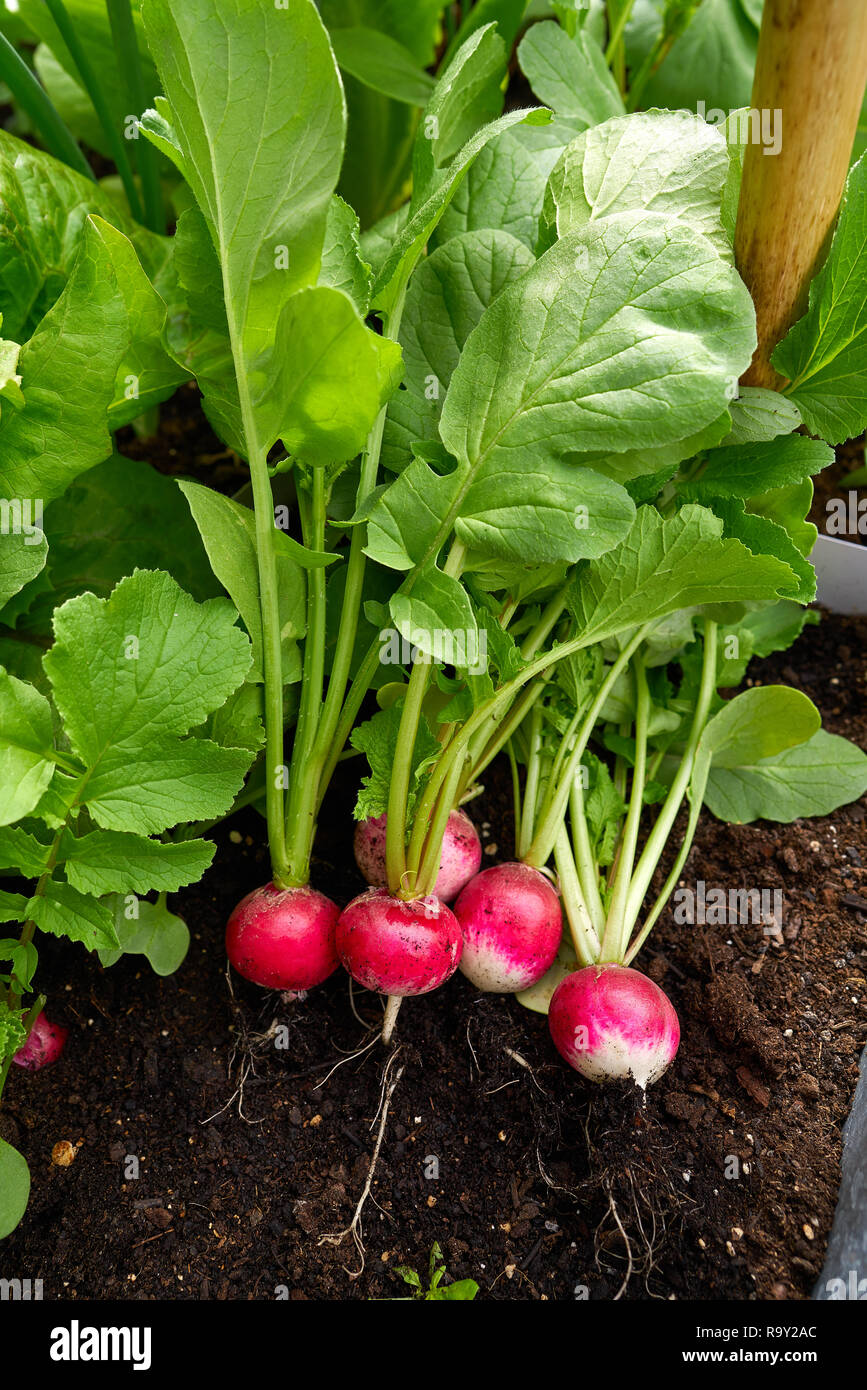 Radishes harvest in an orchard at urban garden radish plants Stock ...