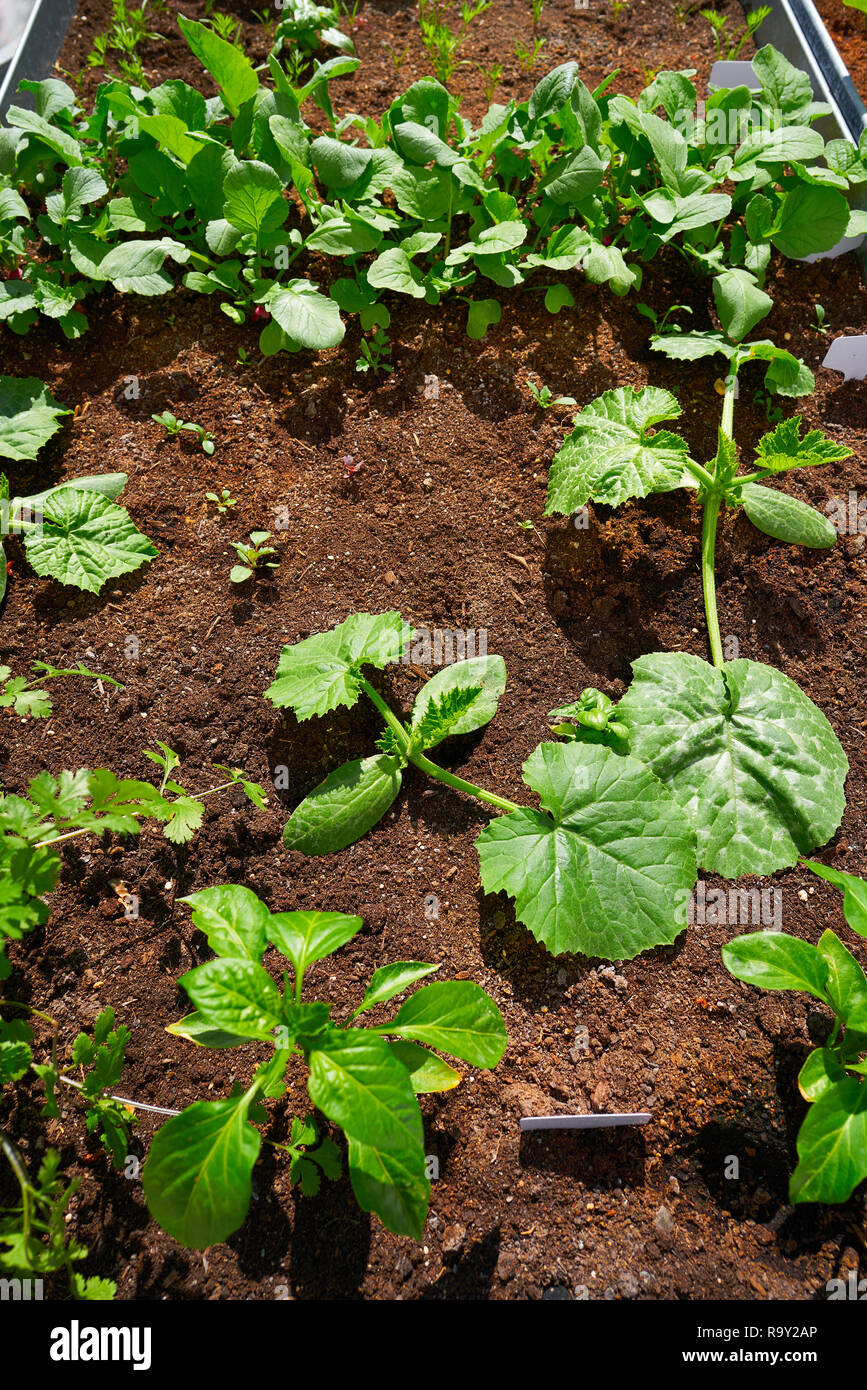 Raised bed orchard urban garden with several vegetables Stock Photo - Alamy