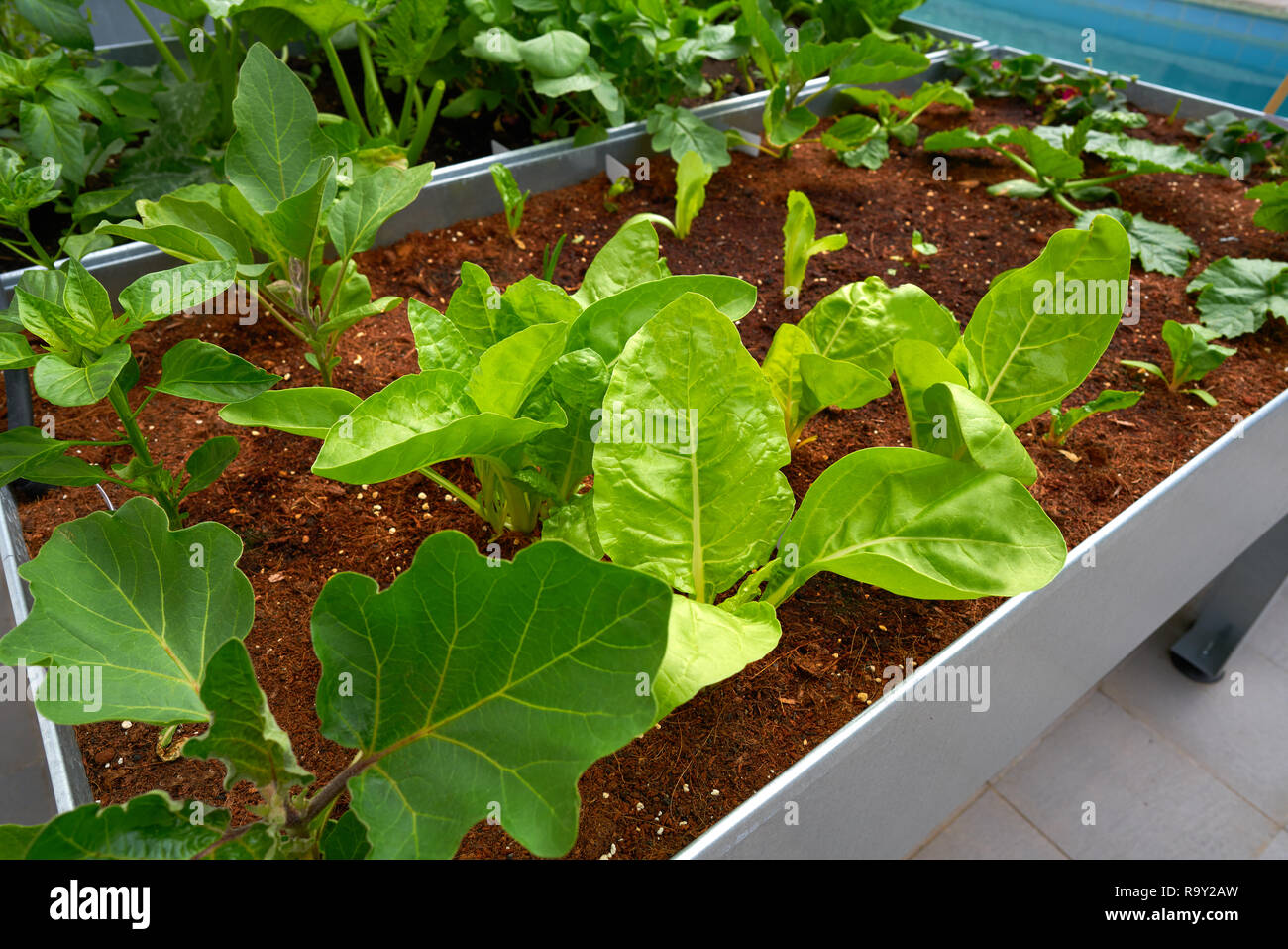 Raised bed orchard urban garden with several vegetables Stock Photo - Alamy
