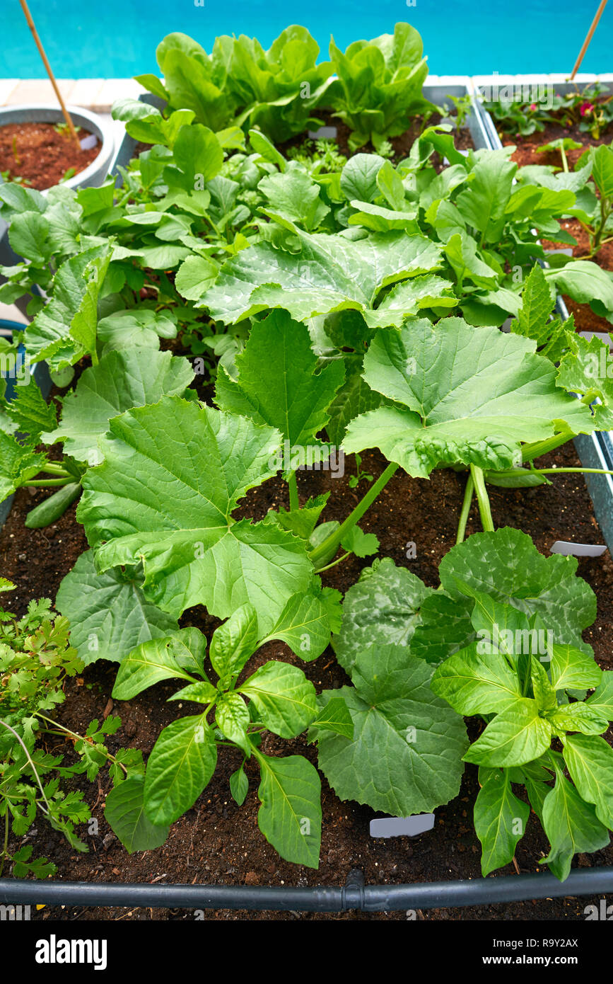 Raised bed orchard urban garden with several vegetables Stock Photo - Alamy