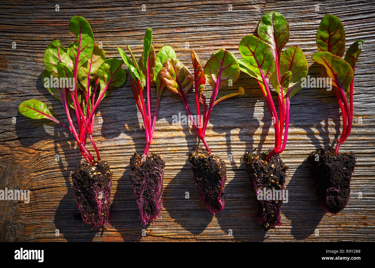 Chard seedling hi-res stock photography and images - Alamy
