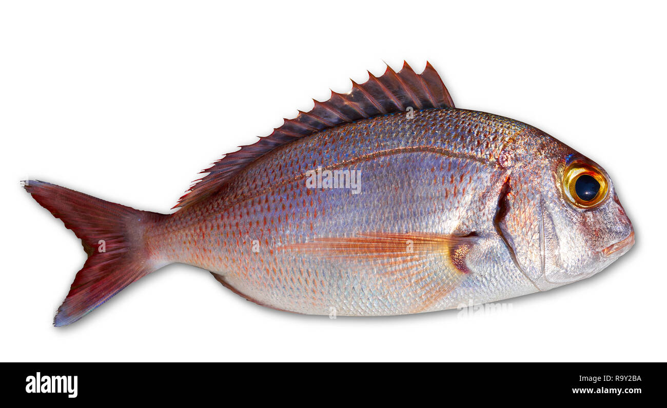 Snapper fish catch fresh red pink color Lutjanus Campechanus Stock ...