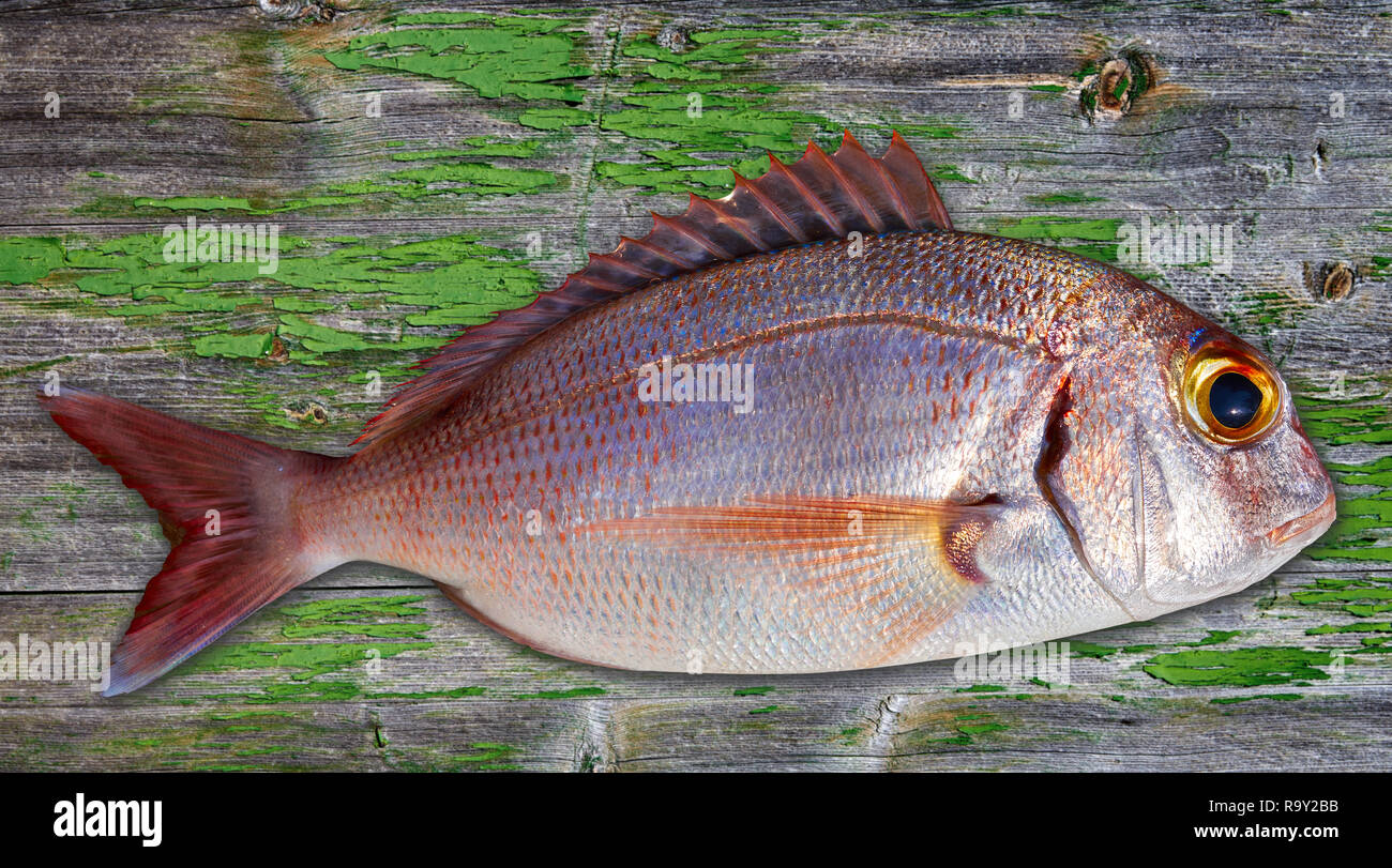 Snapper fish catch fresh red pink color Lutjanus Campechanus Stock ...