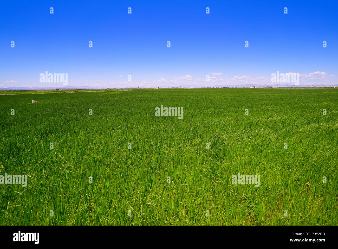Rice fields in Valencia Safor area like meadows in spain Stock Photo ...