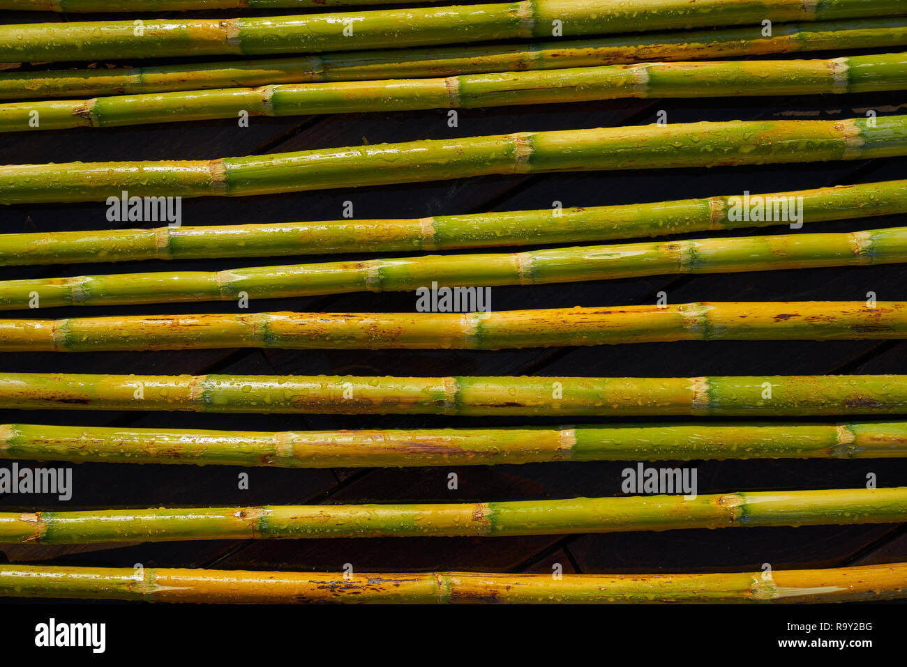 River canes green fresh for agriculture purposes in spain Stock Photo ...