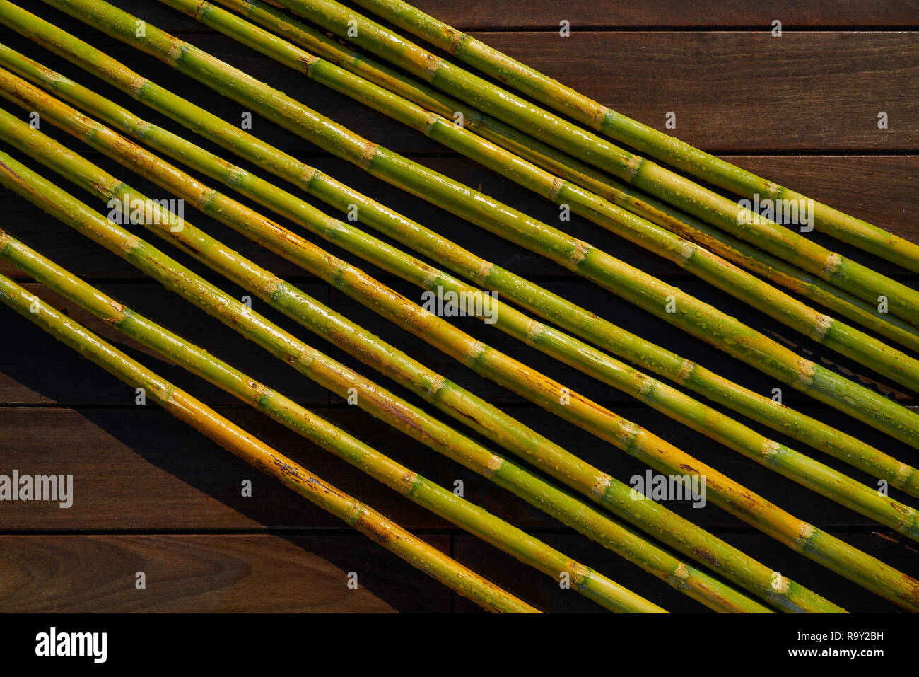 River canes green fresh for agriculture purposes in spain Stock Photo ...