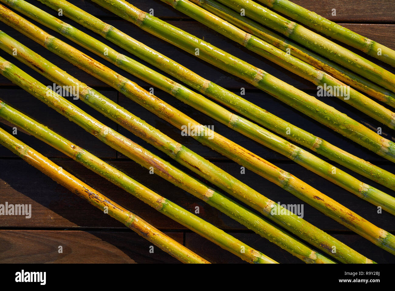 River canes green fresh for agriculture purposes in spain Stock Photo ...
