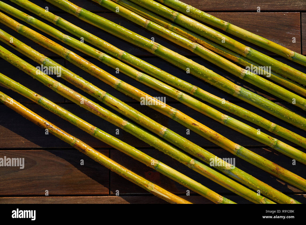 River canes green fresh for agriculture purposes in spain Stock Photo ...