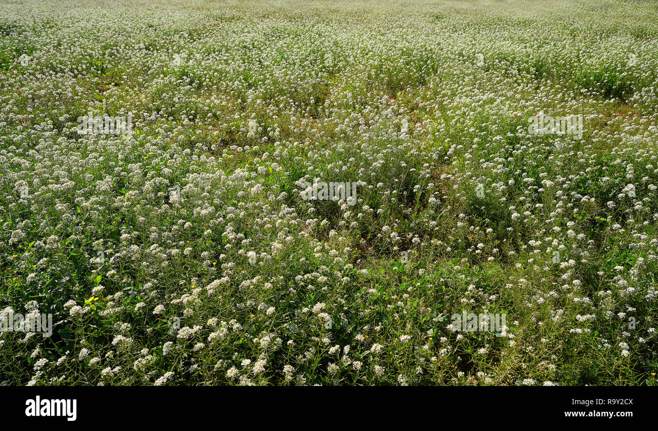 White spring flowers field meadow in Mediterranean Stock Photo - Alamy