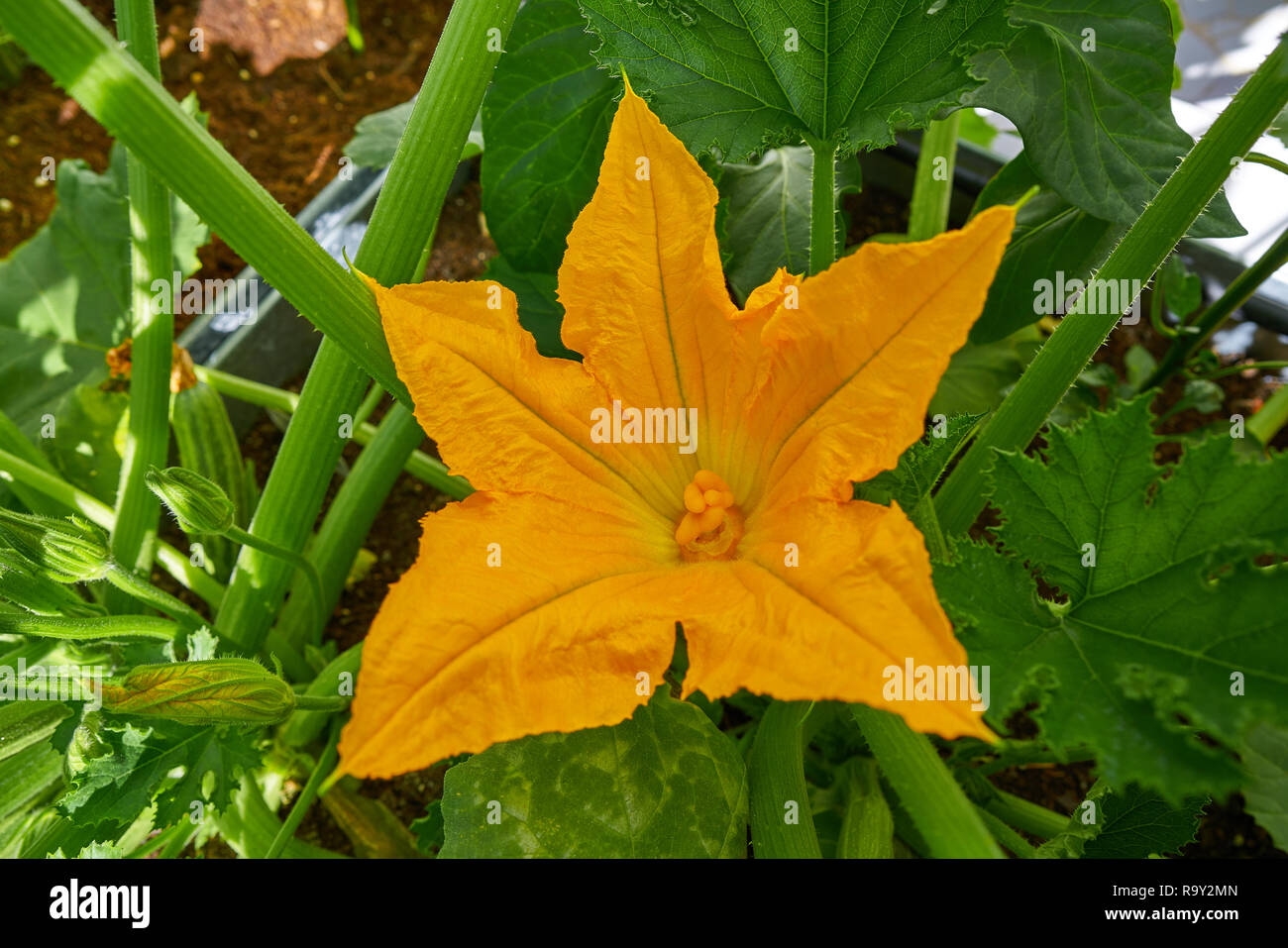 zucchini flowers yellow in an orchard urban garden Stock Photo - Alamy