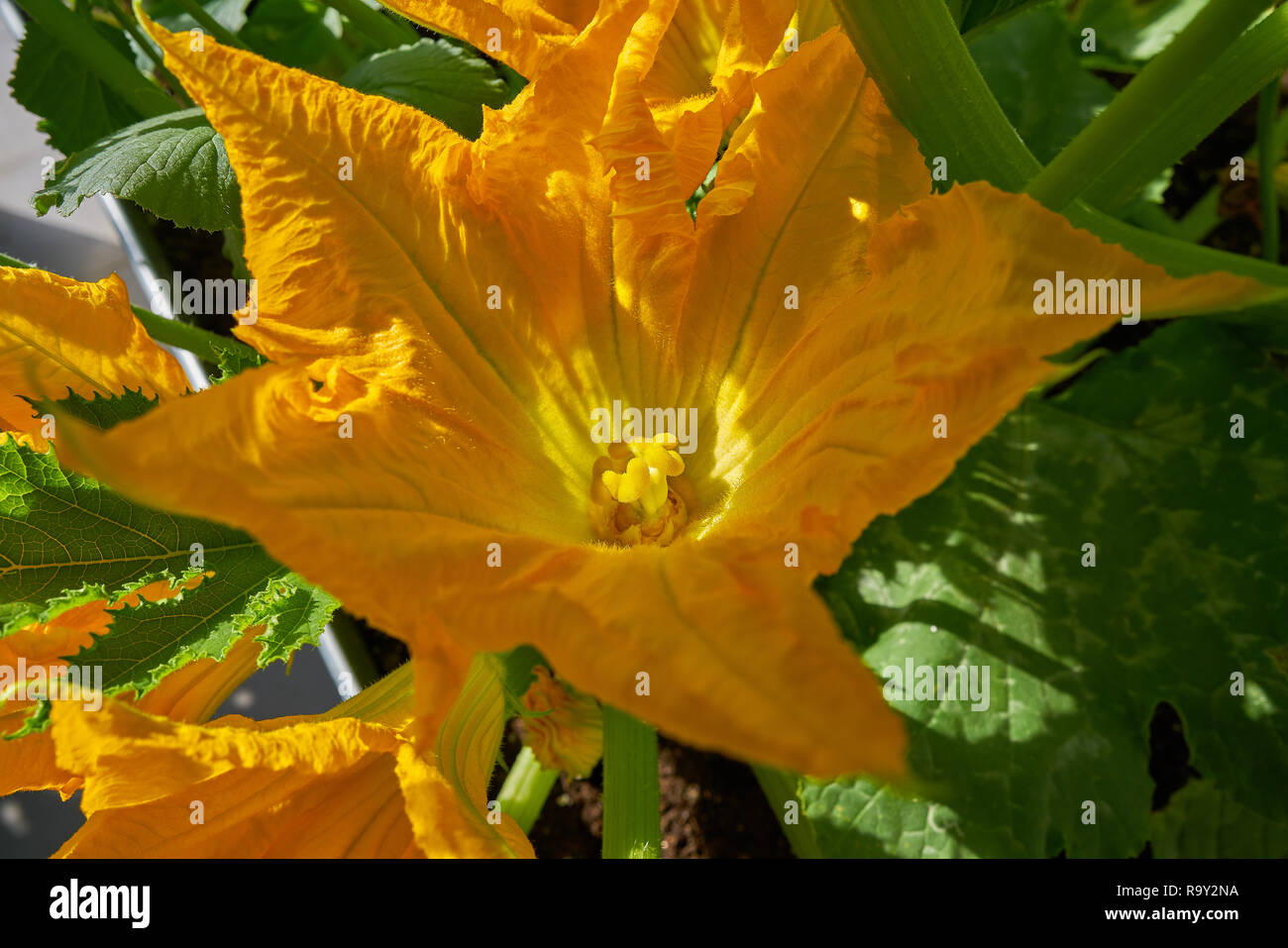 zucchini flowers yellow in an orchard urban garden Stock Photo - Alamy