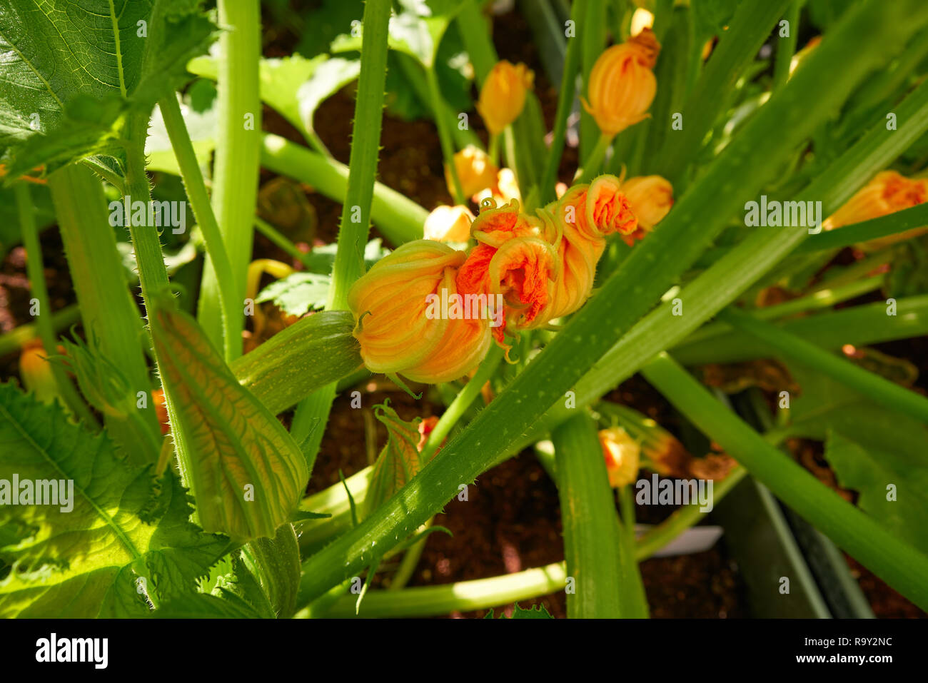 zucchini flowers yellow in an orchard urban garden Stock Photo - Alamy