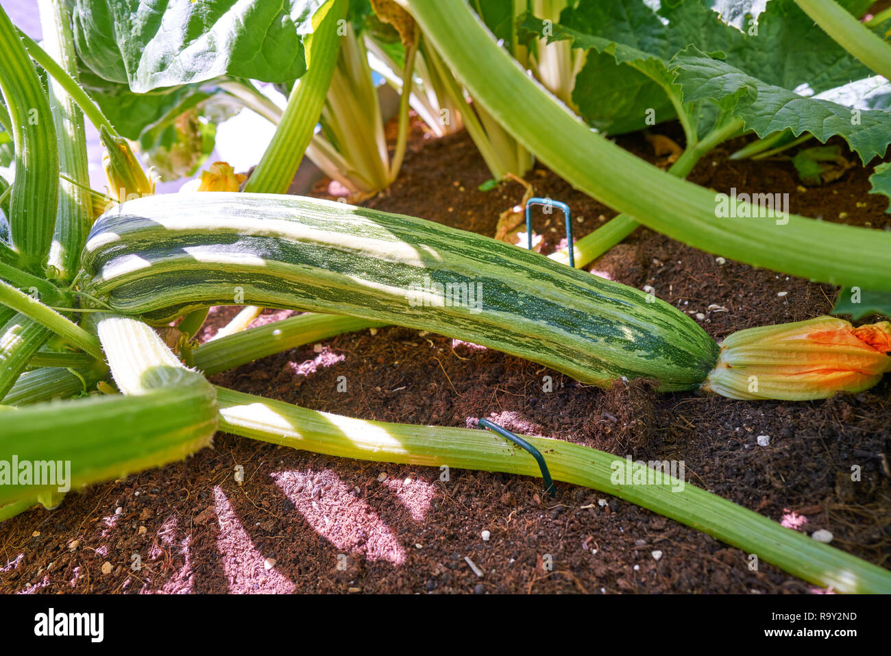 zucchini flowers and fruits yellow in an orchard urban garden Stock ...