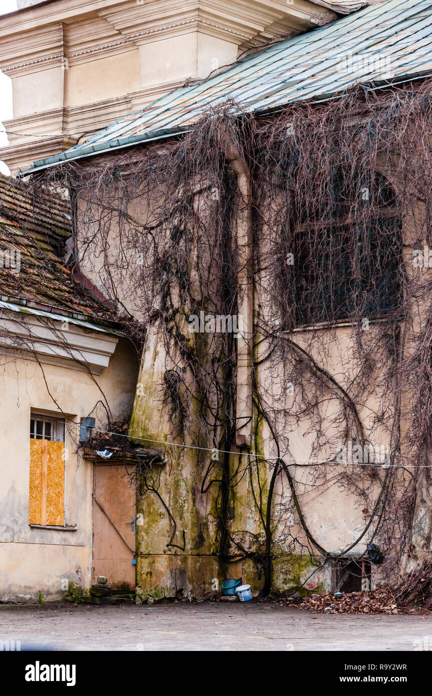 Fully overgrown facade arch window with wild vine, grape plant. Scary ...