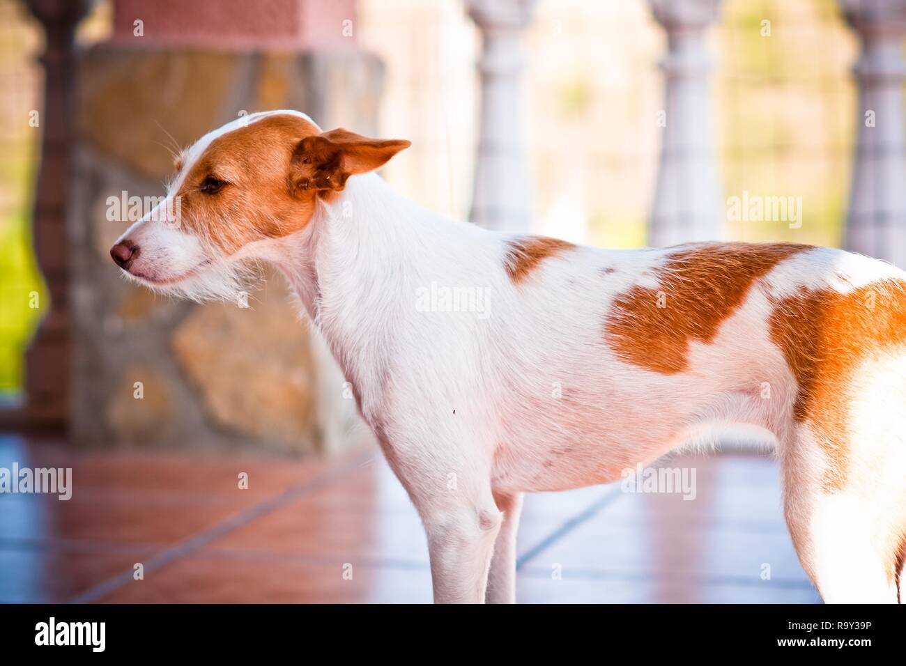 Dog face without breed hi-res stock photography and images - Alamy
