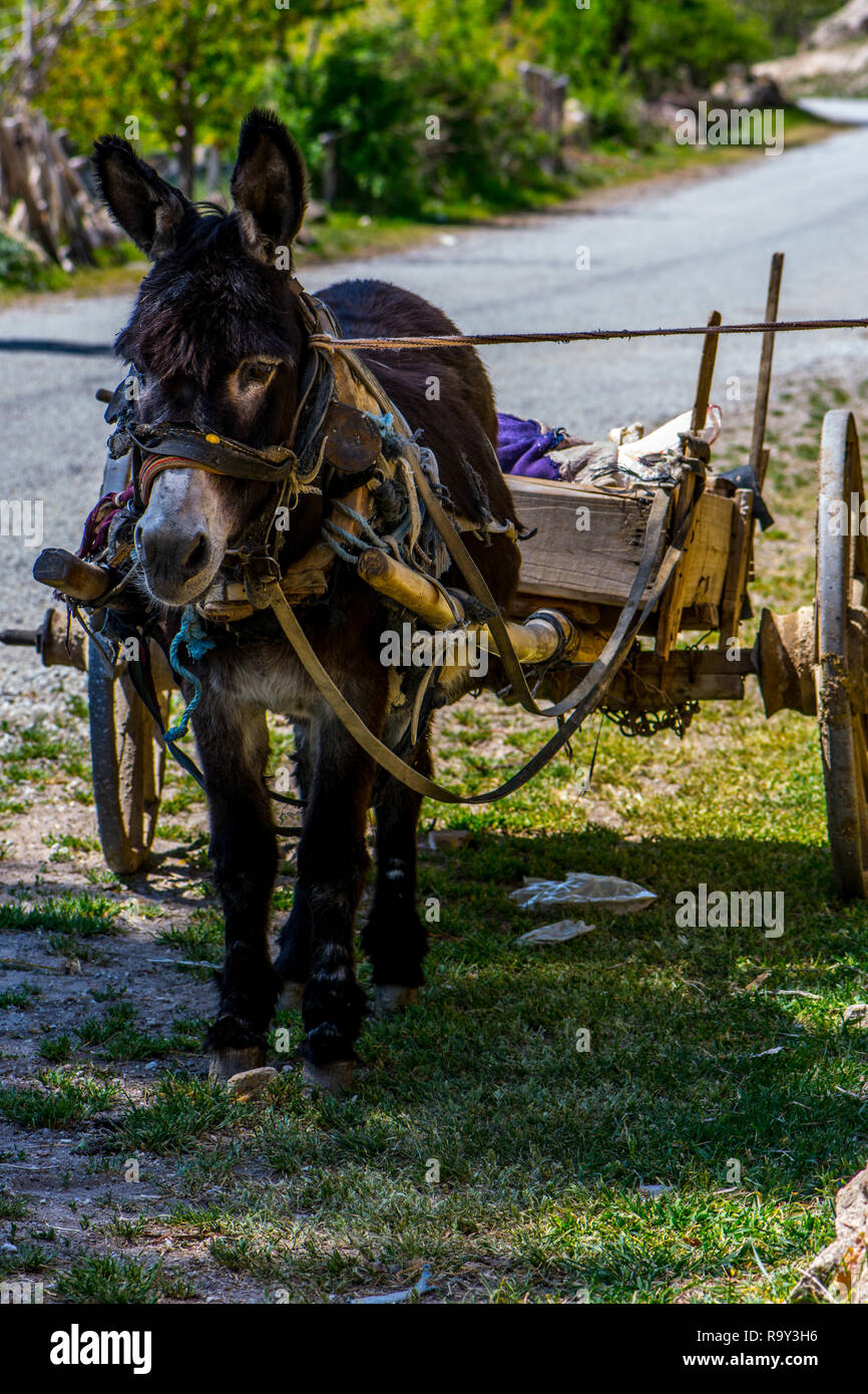Donkey with trailer hi-res stock photography and images - Alamy