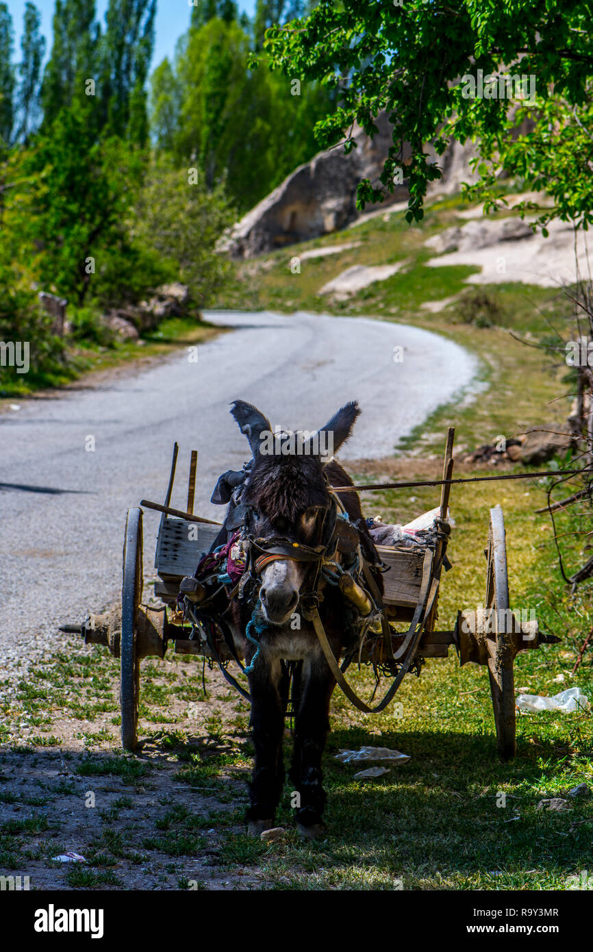 Donkey with trailer hi-res stock photography and images - Alamy