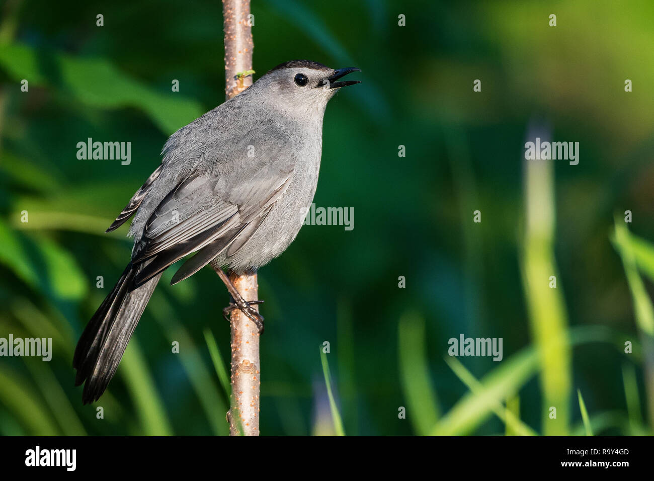 Grey catbird hi-res stock photography and images - Alamy