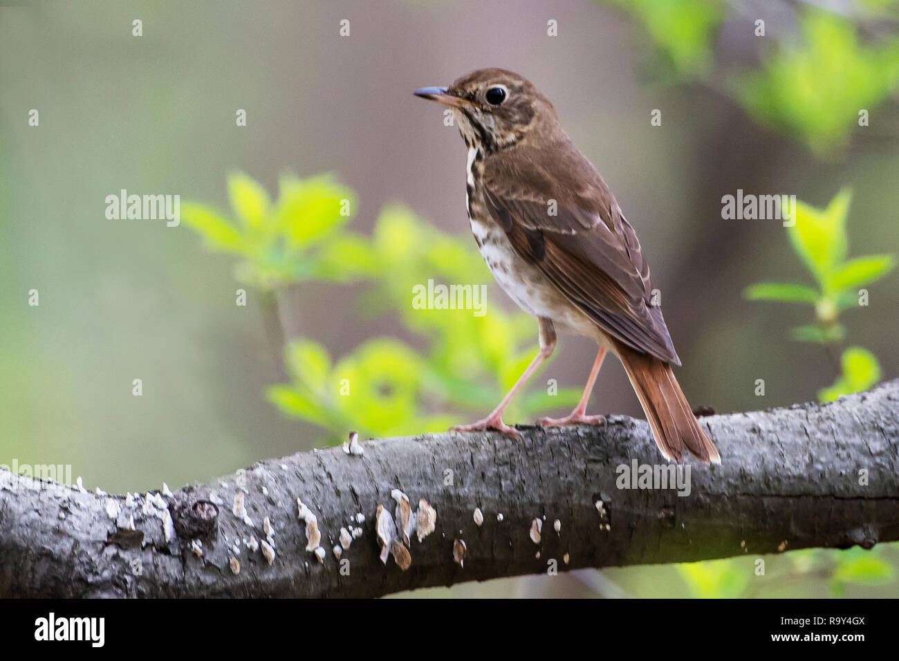 Hermit thrush hi-res stock photography and images - Alamy