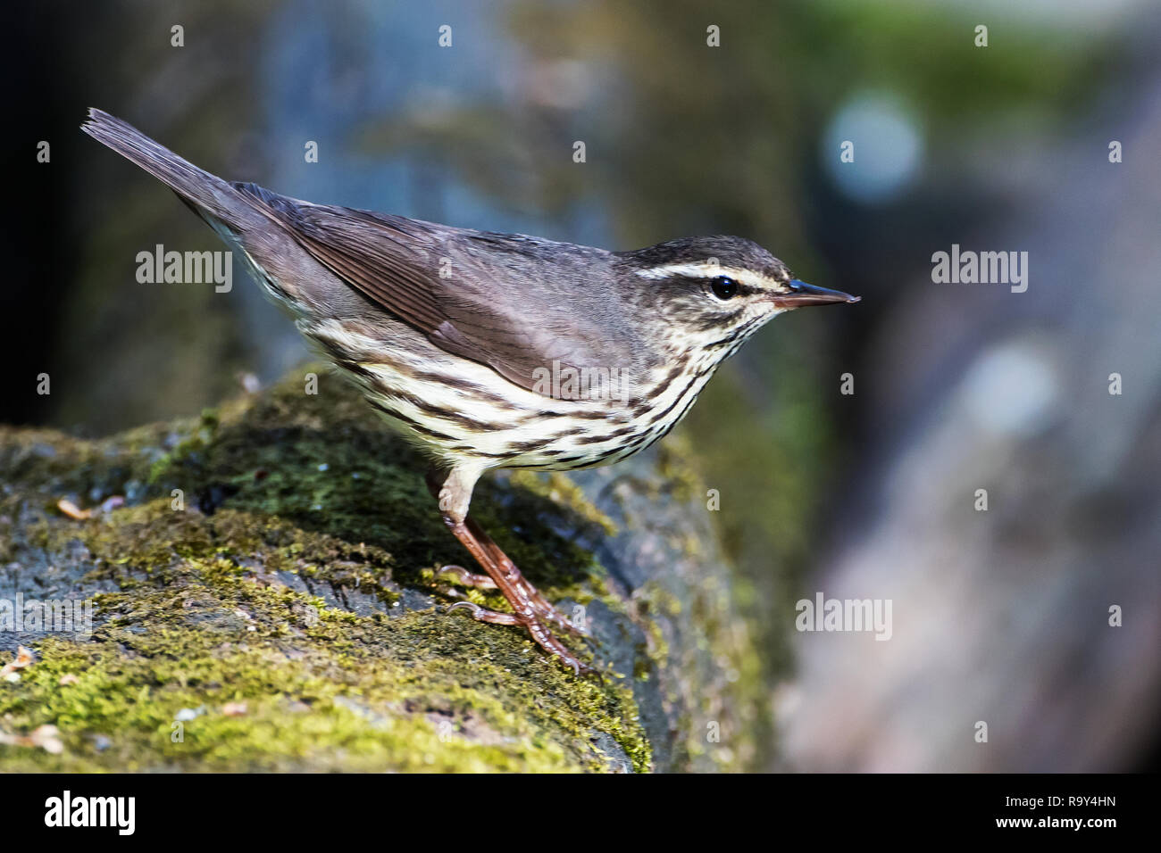 Louisiana waterthrush during spring warbler migration Stock Photo - Alamy