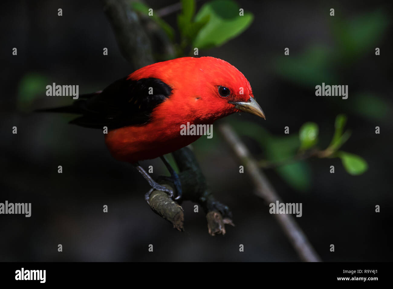 Scarlet tanager during spring songbird migration Stock Photo - Alamy