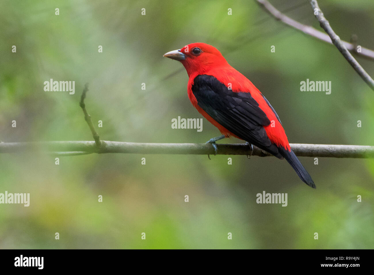 Scarlet tanager during spring songbird migration Stock Photo - Alamy