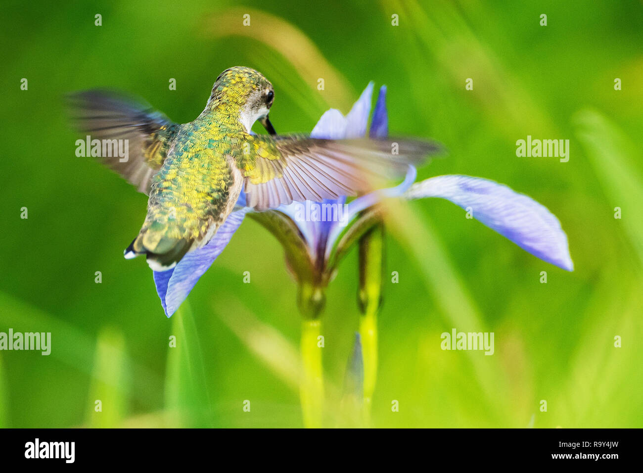Female blue throated hummingbird hi-res stock photography and images ...