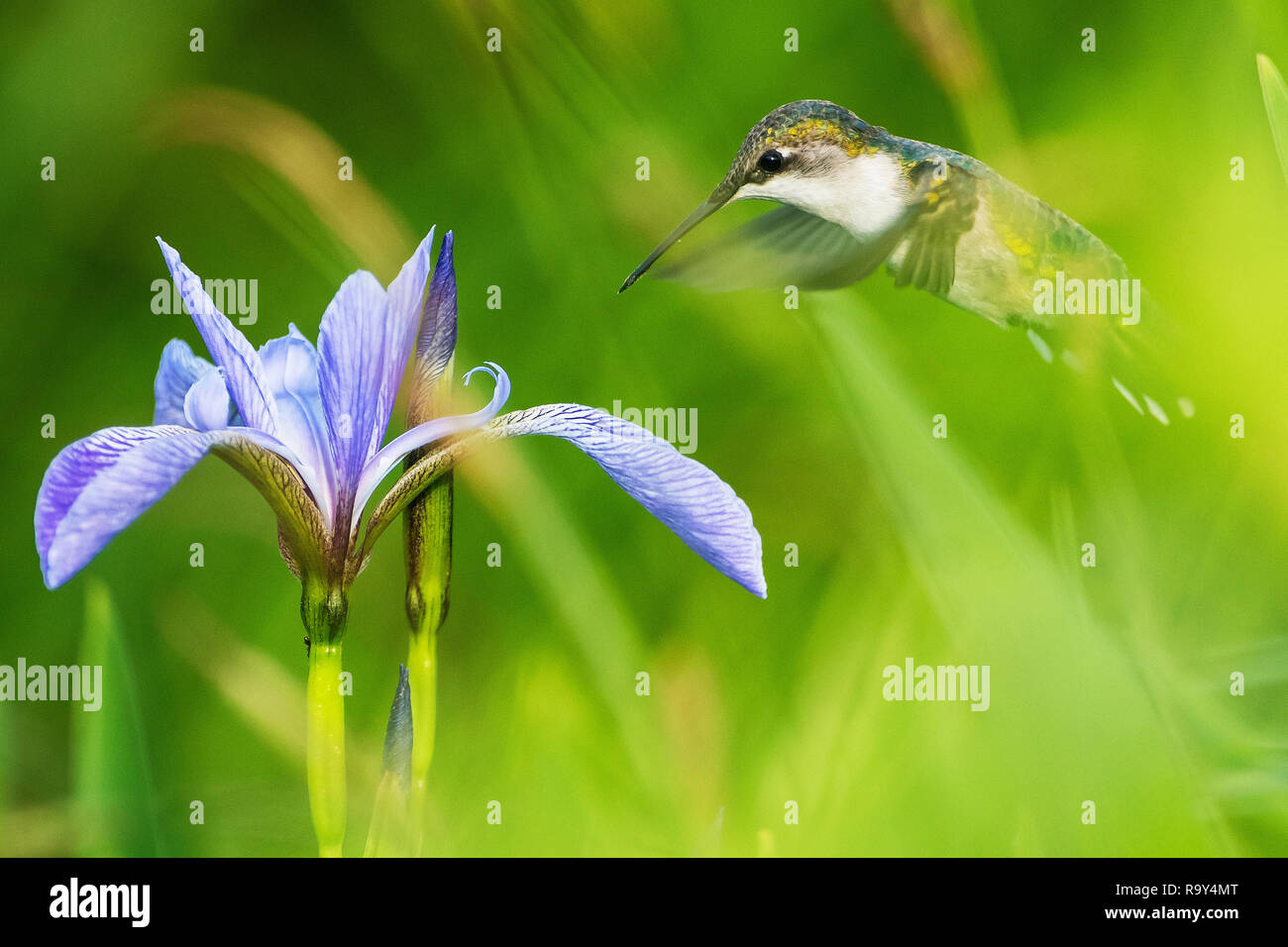 Female ruby-throated hummingbird and blue-flag iris Stock Photo - Alamy