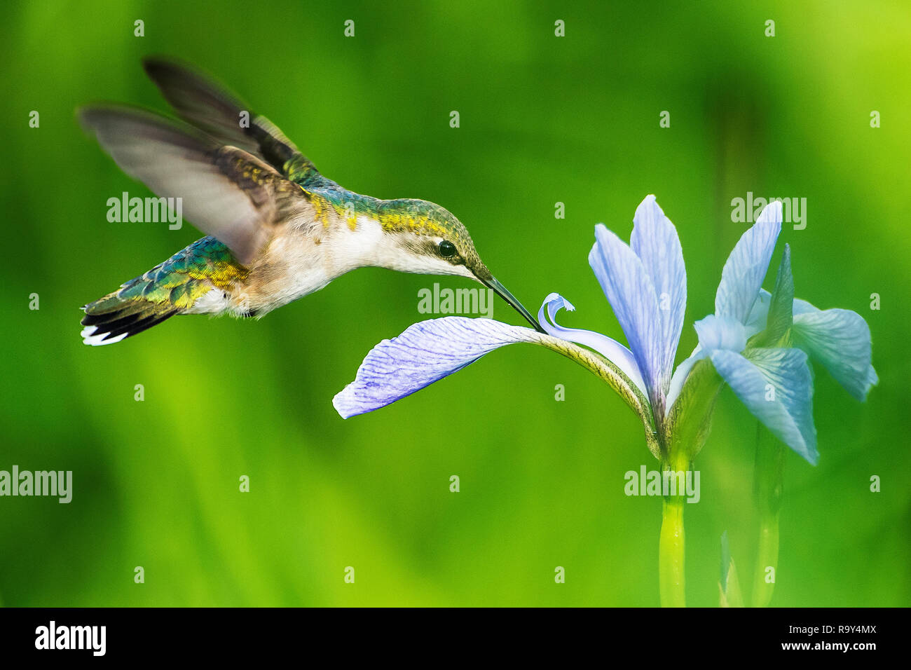 Female ruby-throated hummingbird and blue-flag iris Stock Photo - Alamy