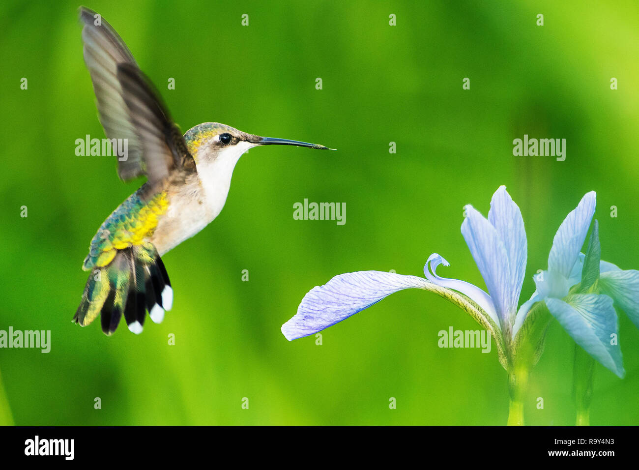 Female blue throated hummingbird hi-res stock photography and images ...